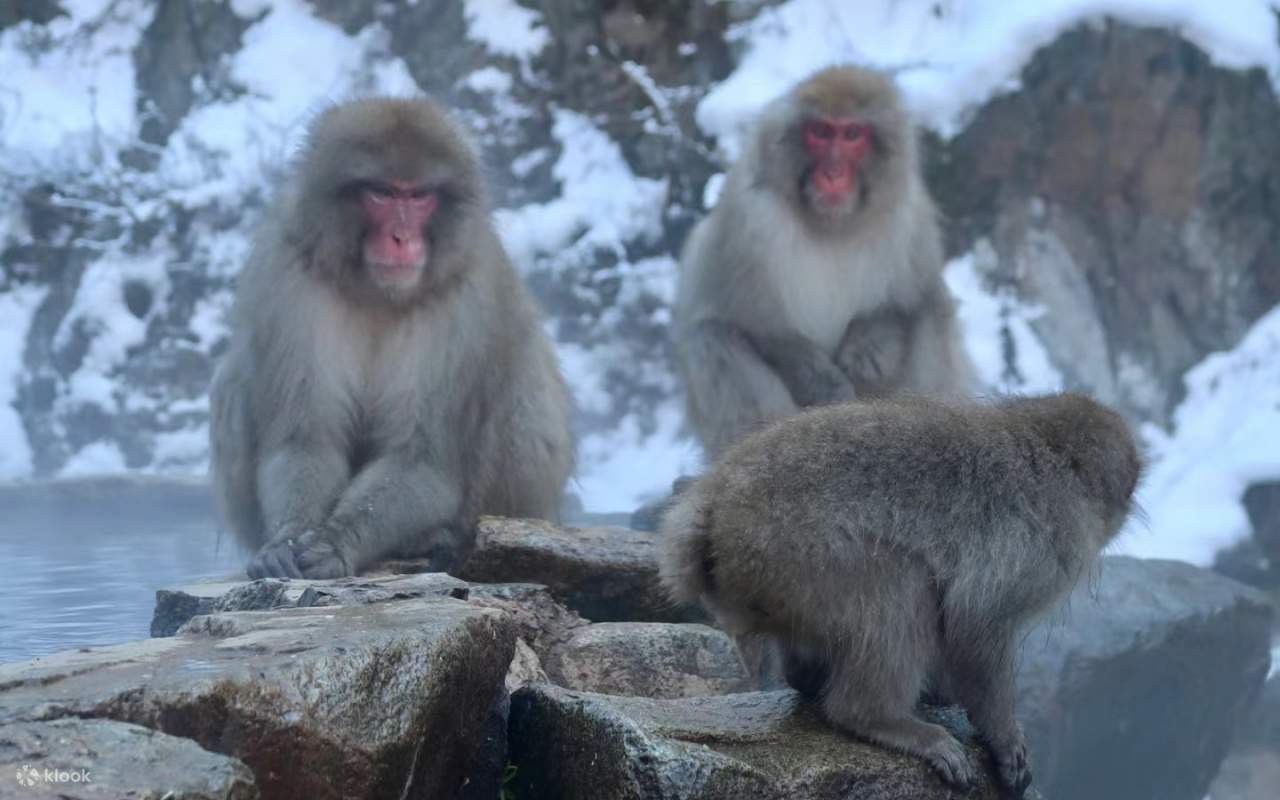 [Winter Skiing Only] Nagano Snow Monkey Park + Shiga Kogen 2-Day Skiing ...